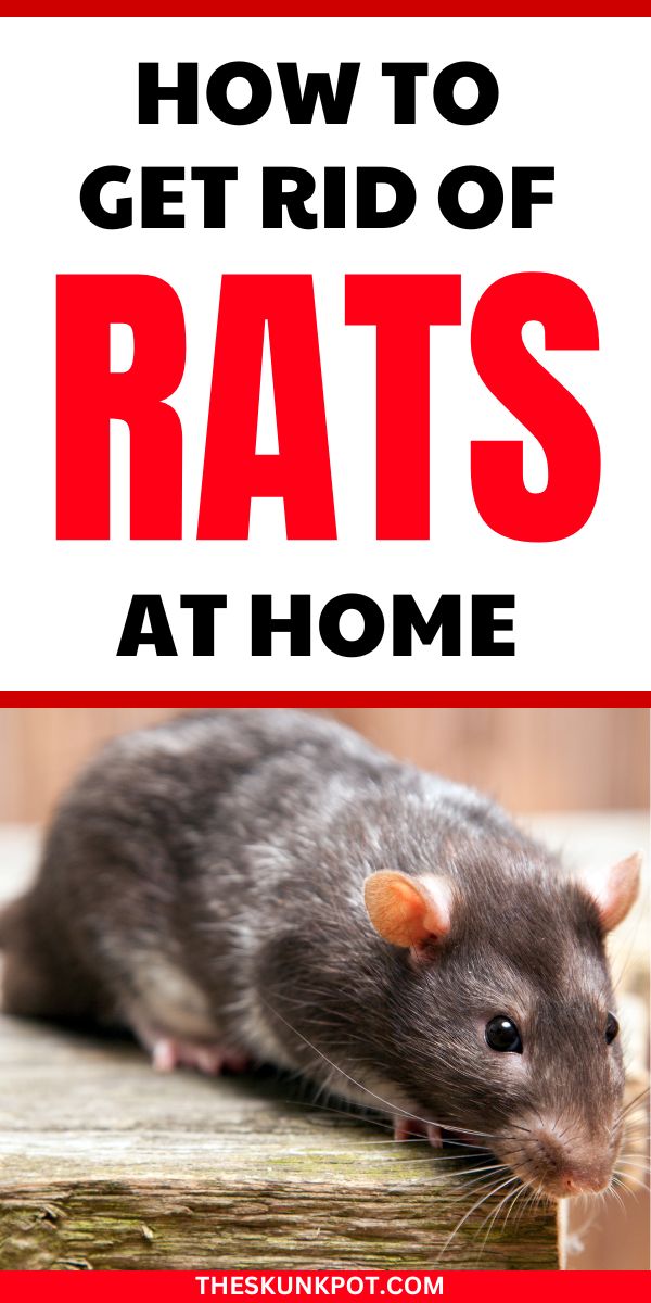 How to Get Rid of Rats in the House Naturally